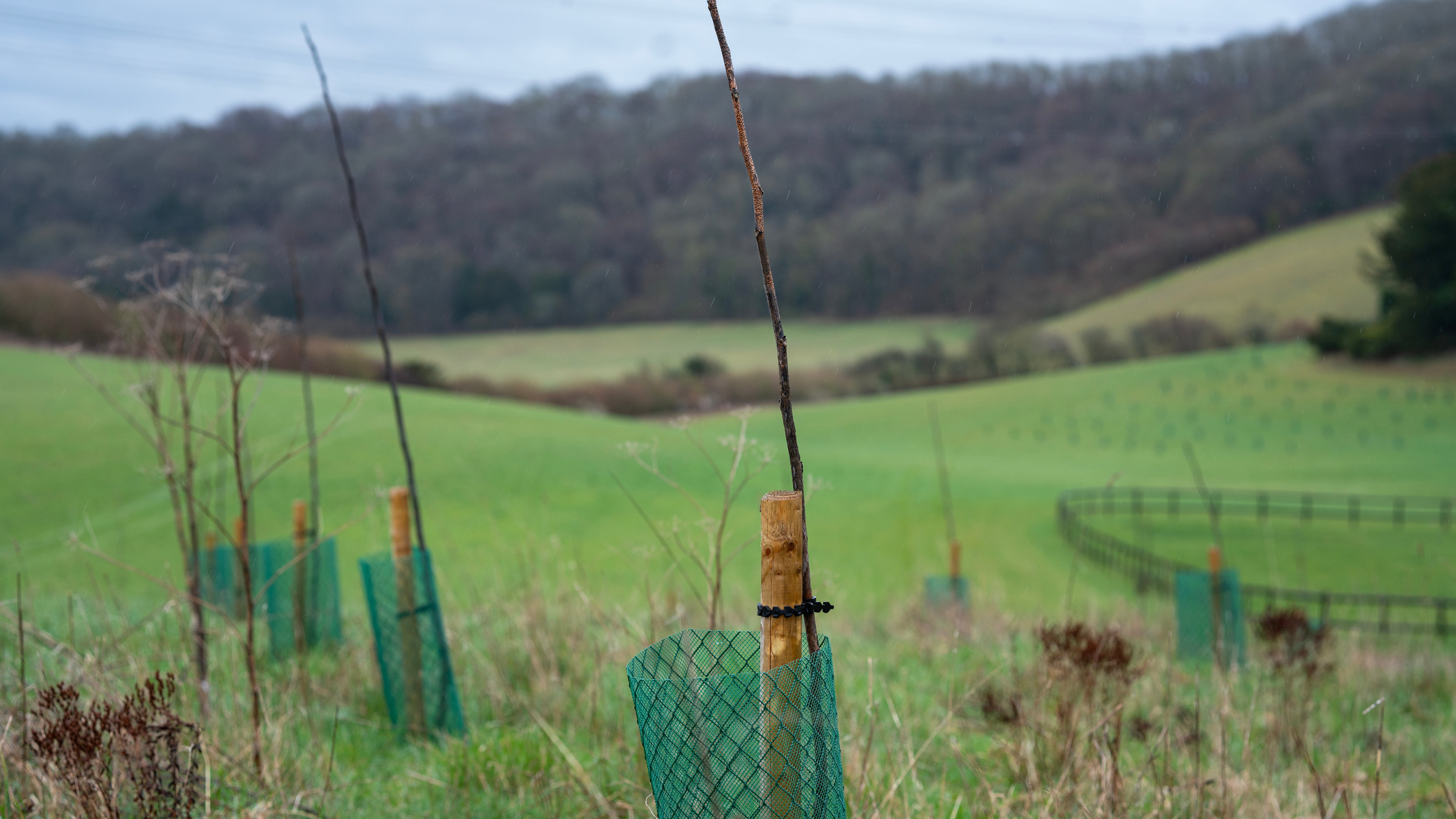 Why We're Planting Up To 100 New Trees A Year – Purdey Guns & Rifles